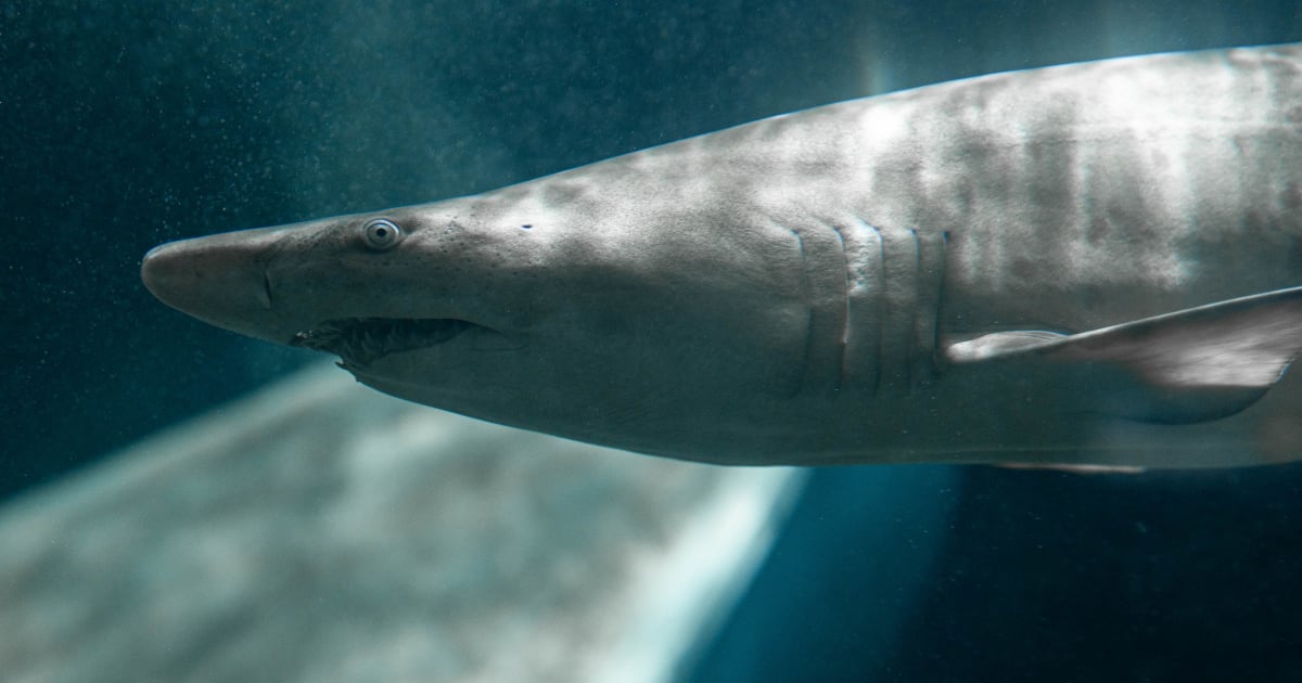 Sand Tiger Sharks - Mystic Aquarium